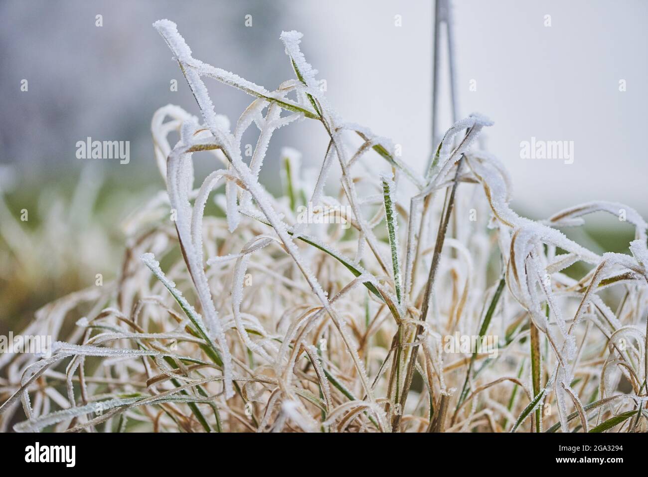 Frozen grass up close hi-res stock photography and images - Alamy