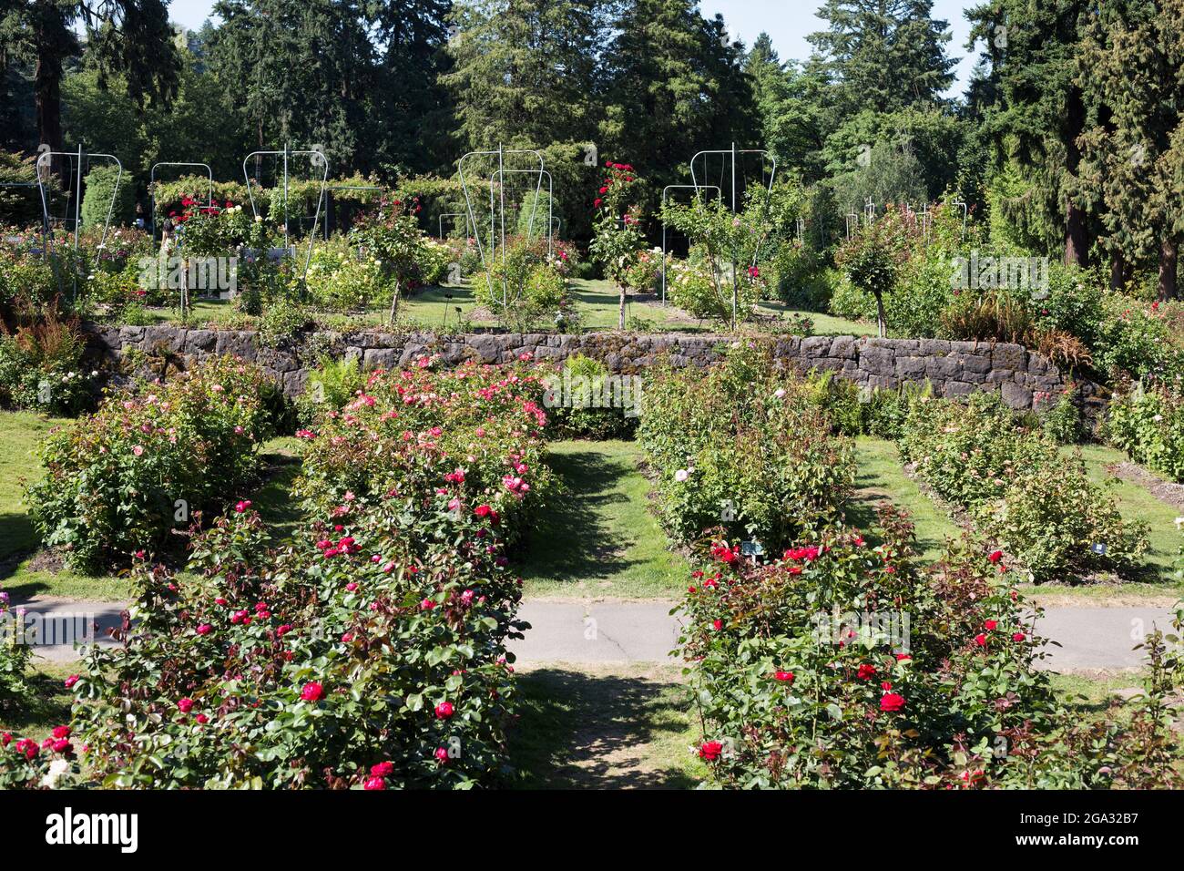 Portland washington park rose hi-res stock photography and images - Alamy