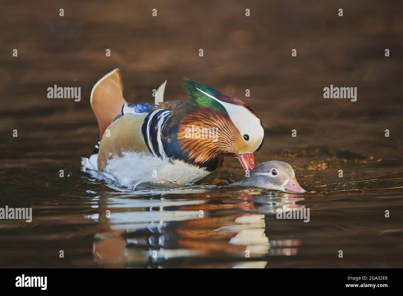 Couple mating hi-res stock photography and images - Alamy
