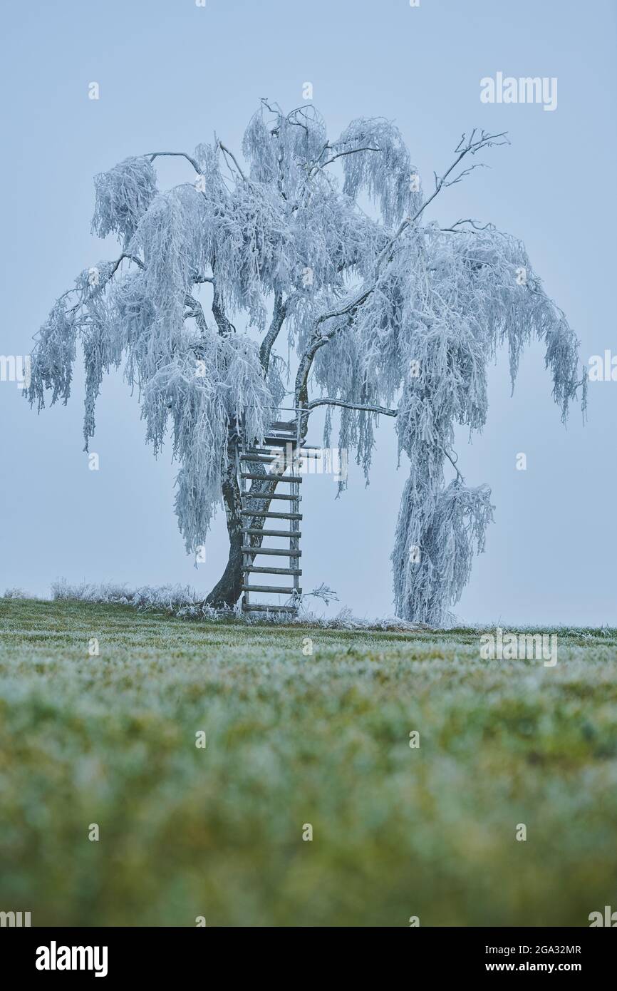 Frozen silver birch, warty birch or European white birch (Betula ...