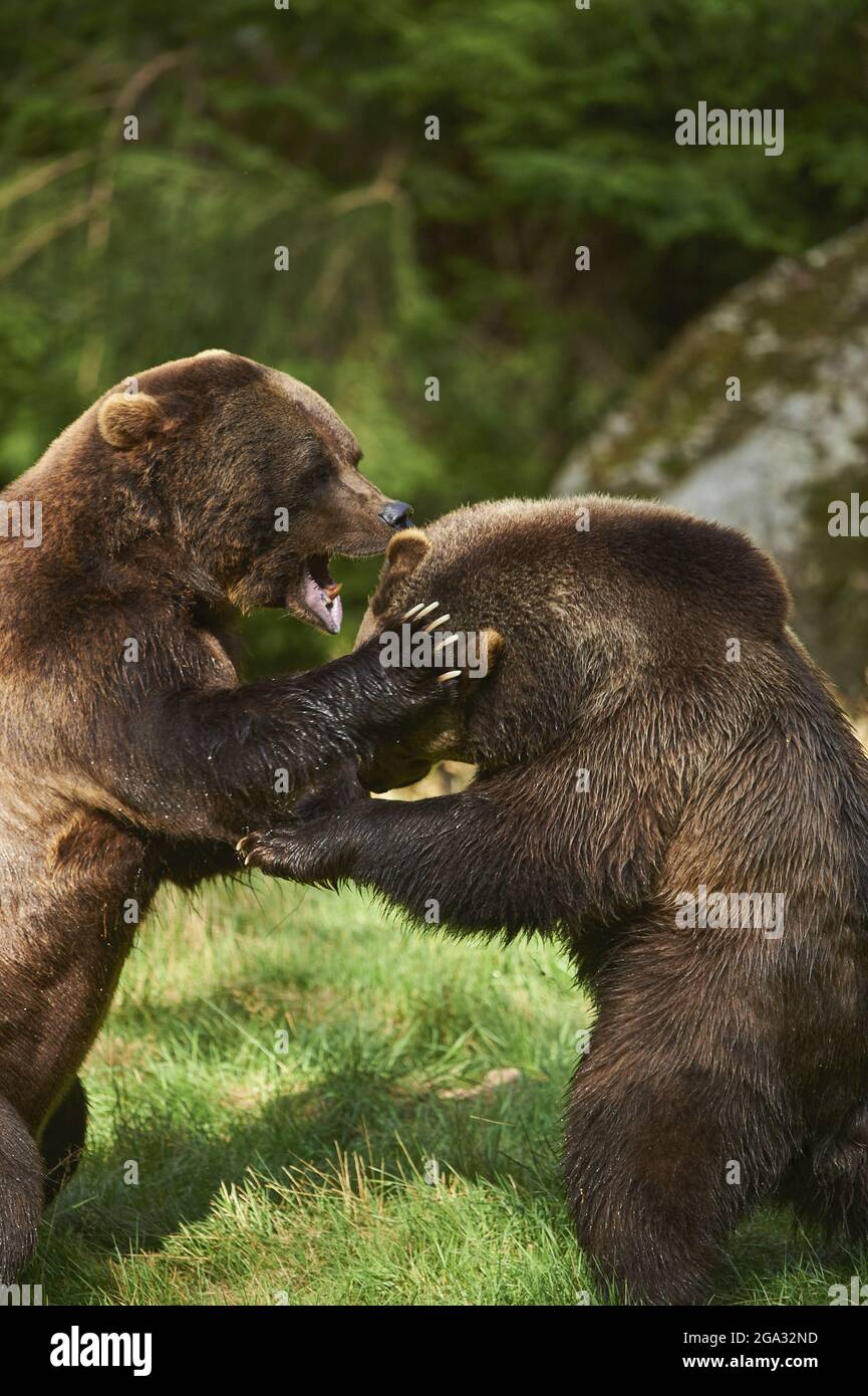 Bear standing on two legs hi-res stock photography and images - Alamy