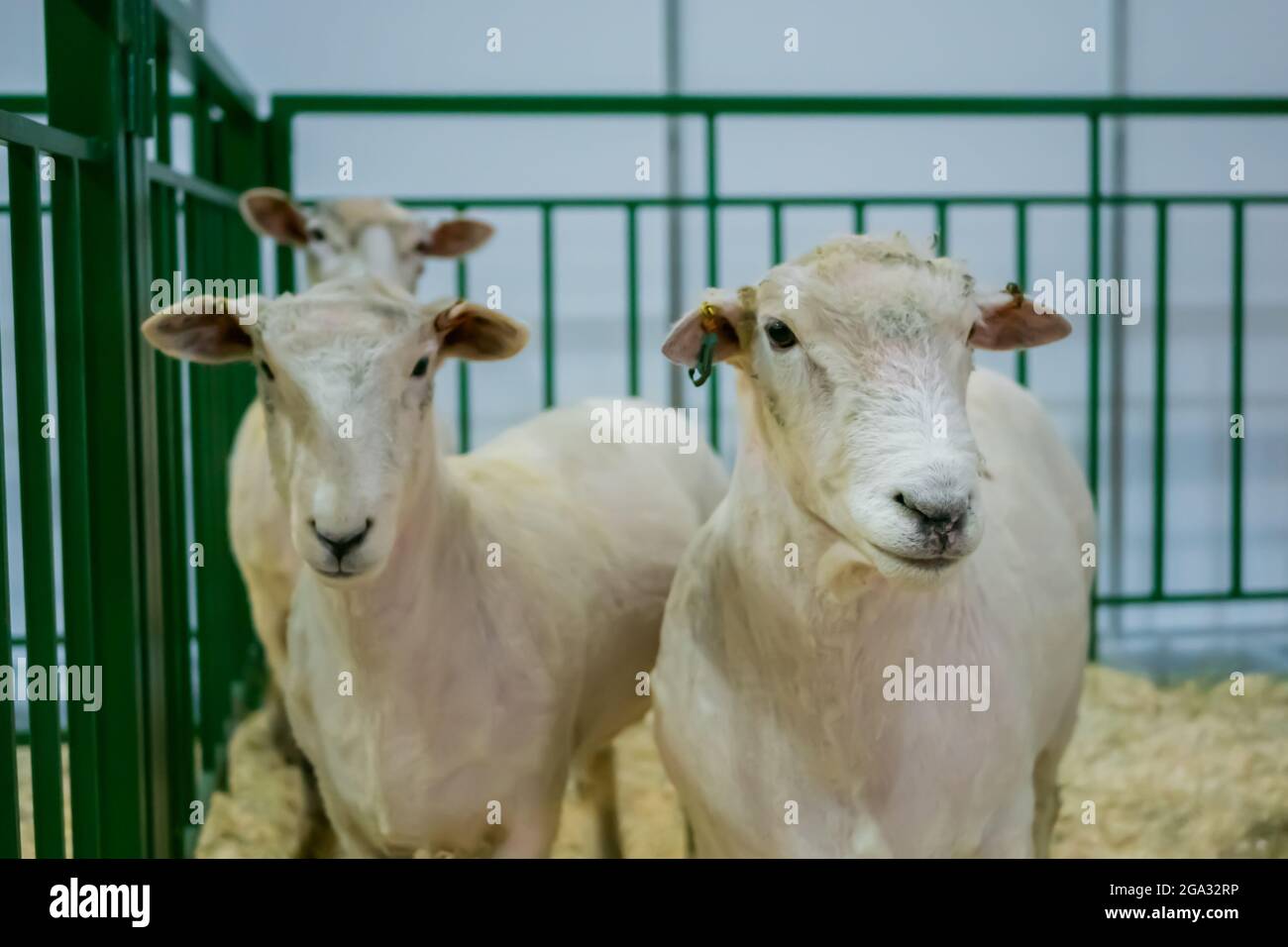 Adult show convention hi-res stock photography and images - Alamy