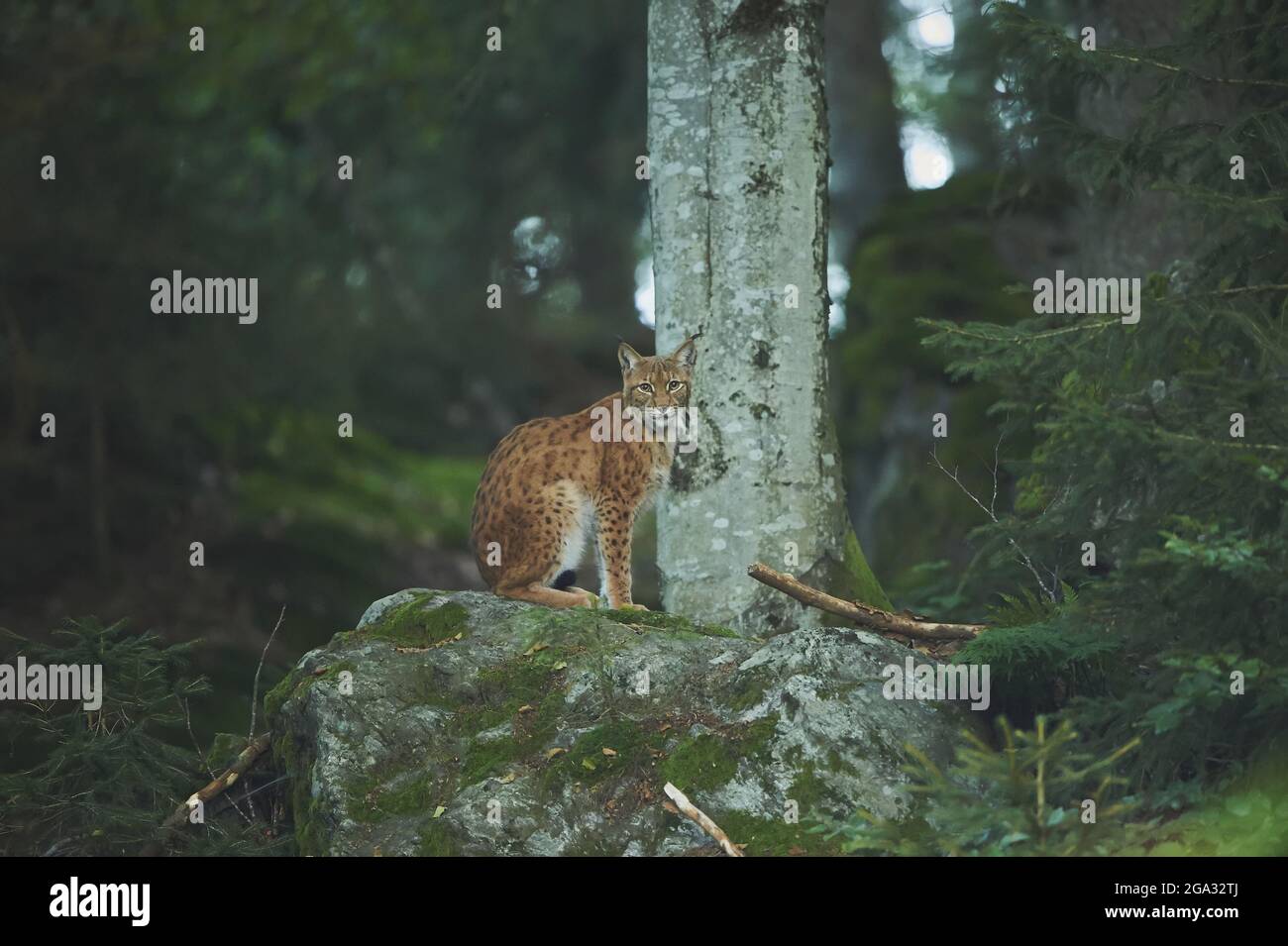 Eurasian lynx (Lynx lynx) in a forest, captive, Bavarian Forest ...
