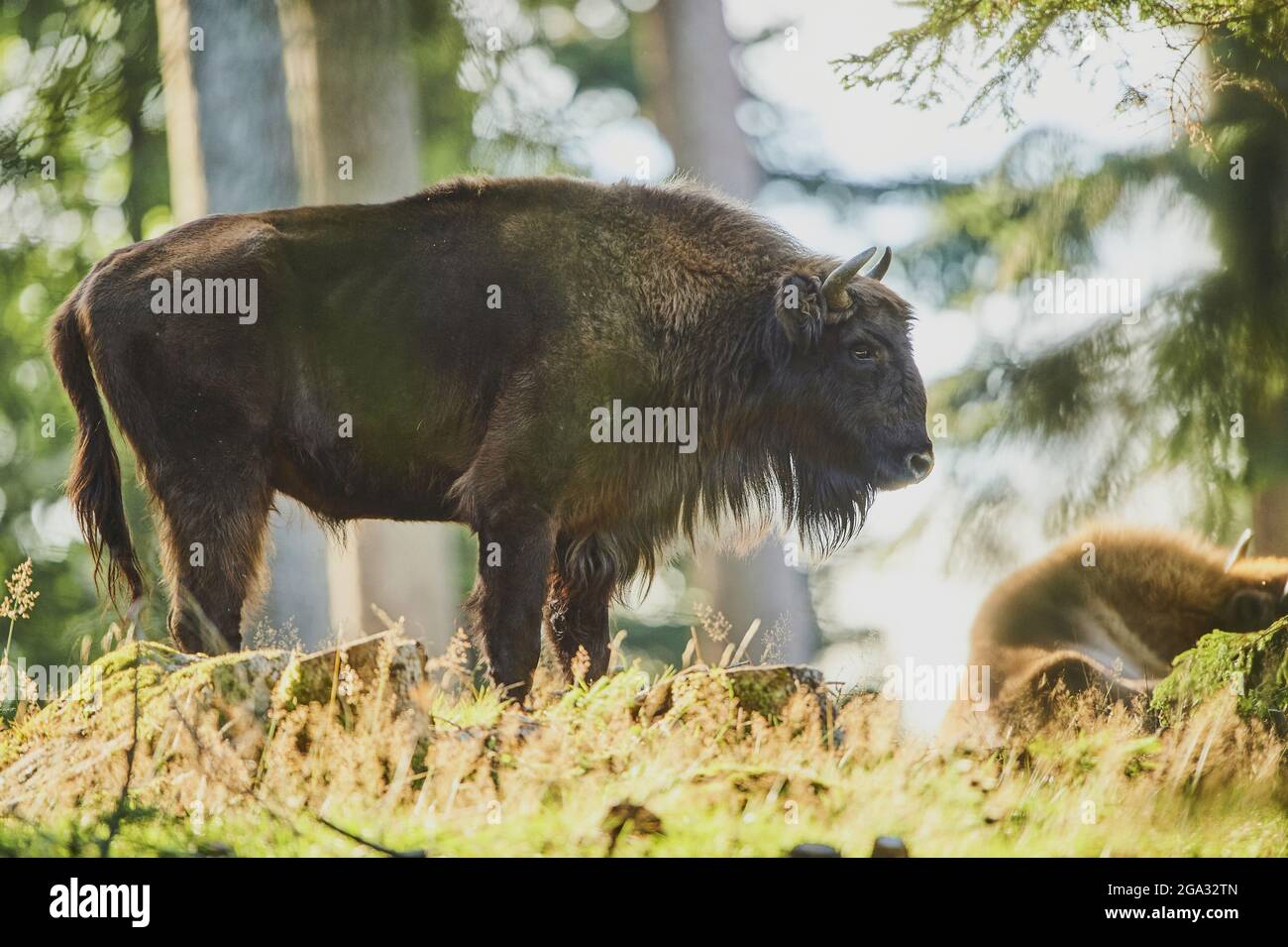 European bison or Wisent (Bison bonasus) on a forest glade, Bavarian ...