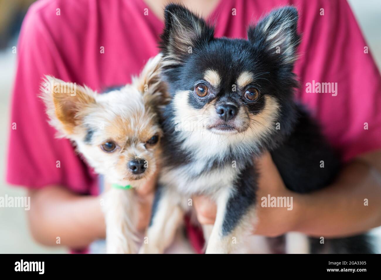 Male hugging two cute little chiwawa dogs Stock Photo - Alamy