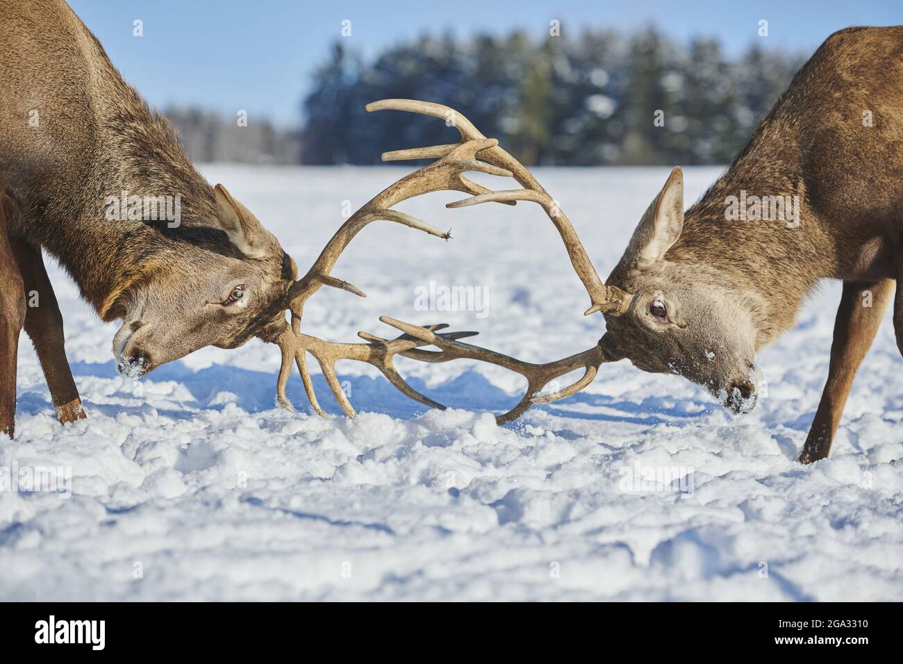 Red deer (Cervus elaphus) stags butting antlers on a snowy meadow ...