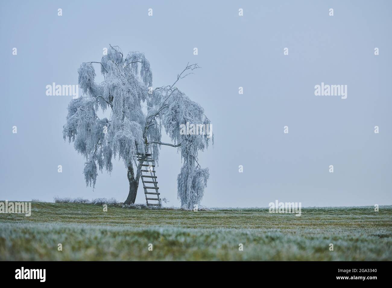 Frozen silver birch, warty birch or European white birch (Betula ...