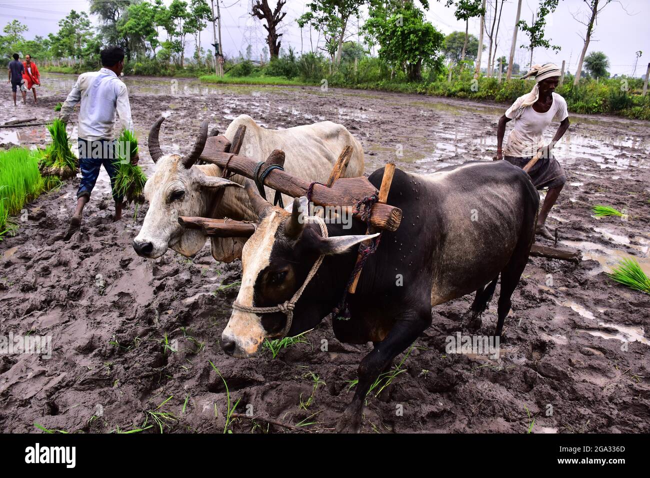 Indian farm labourers works in a field on the outskirts of Jabalpur ...