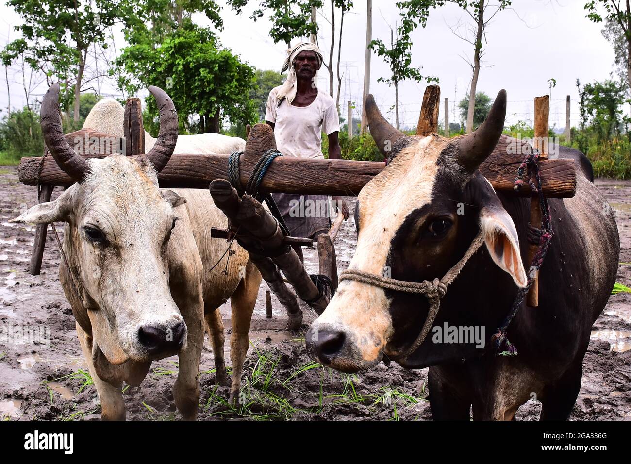 Indian farm labourers works in a field on the outskirts of Jabalpur ...