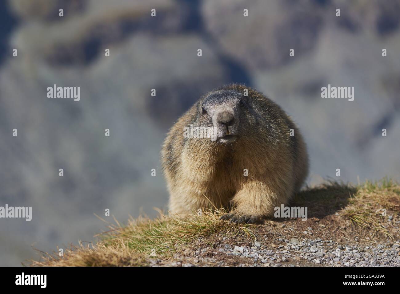 Alpine marmot (Marmota marmota), Grossglockner, High Tauern National ...