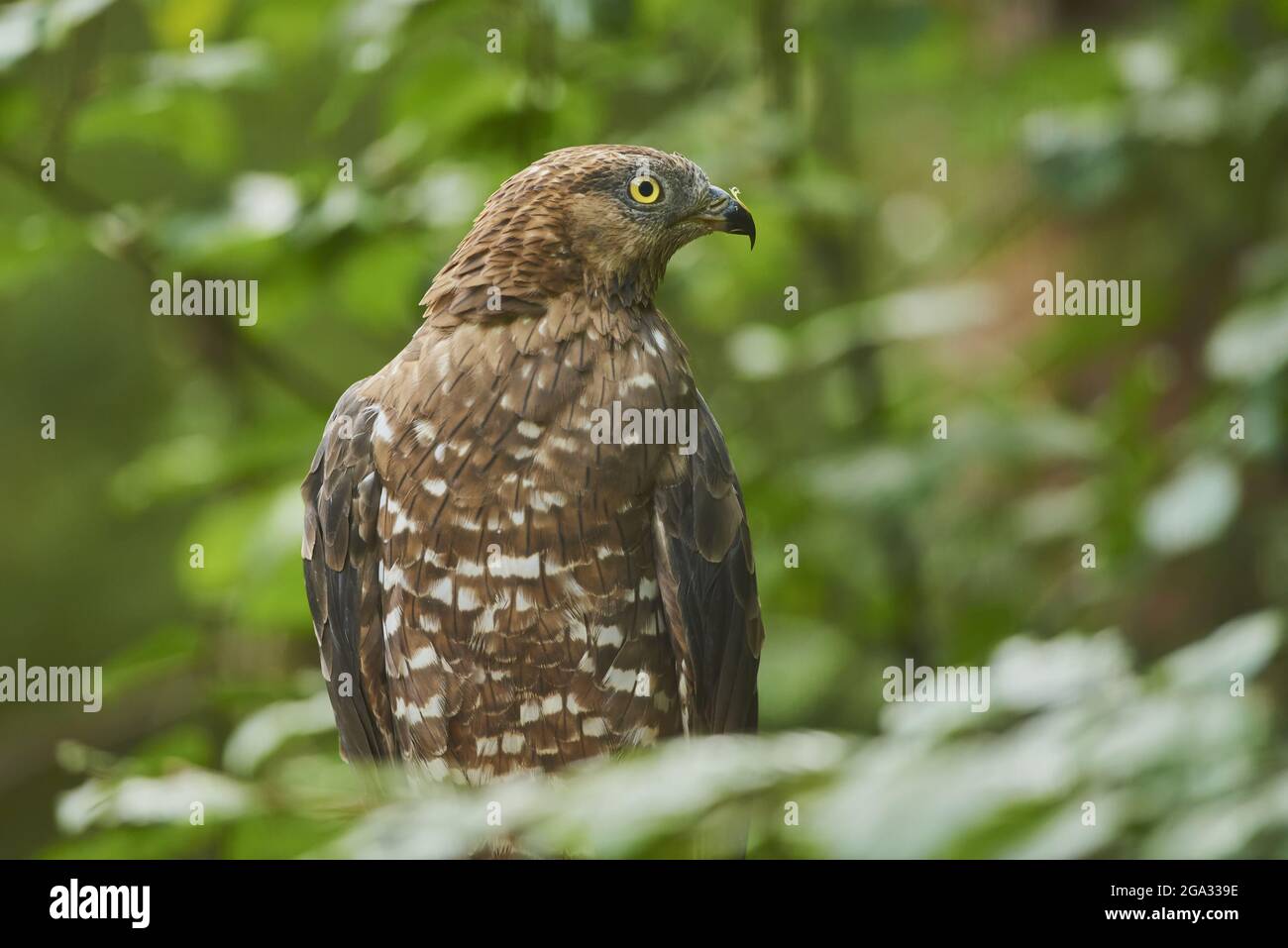 European honey buzzard (Pernis apivorus) sitting on a tree limb ...