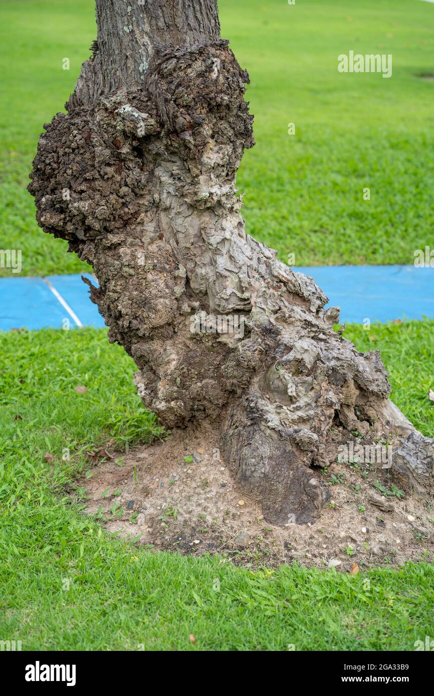 Bole of a tree hi-res stock photography and images - Alamy
