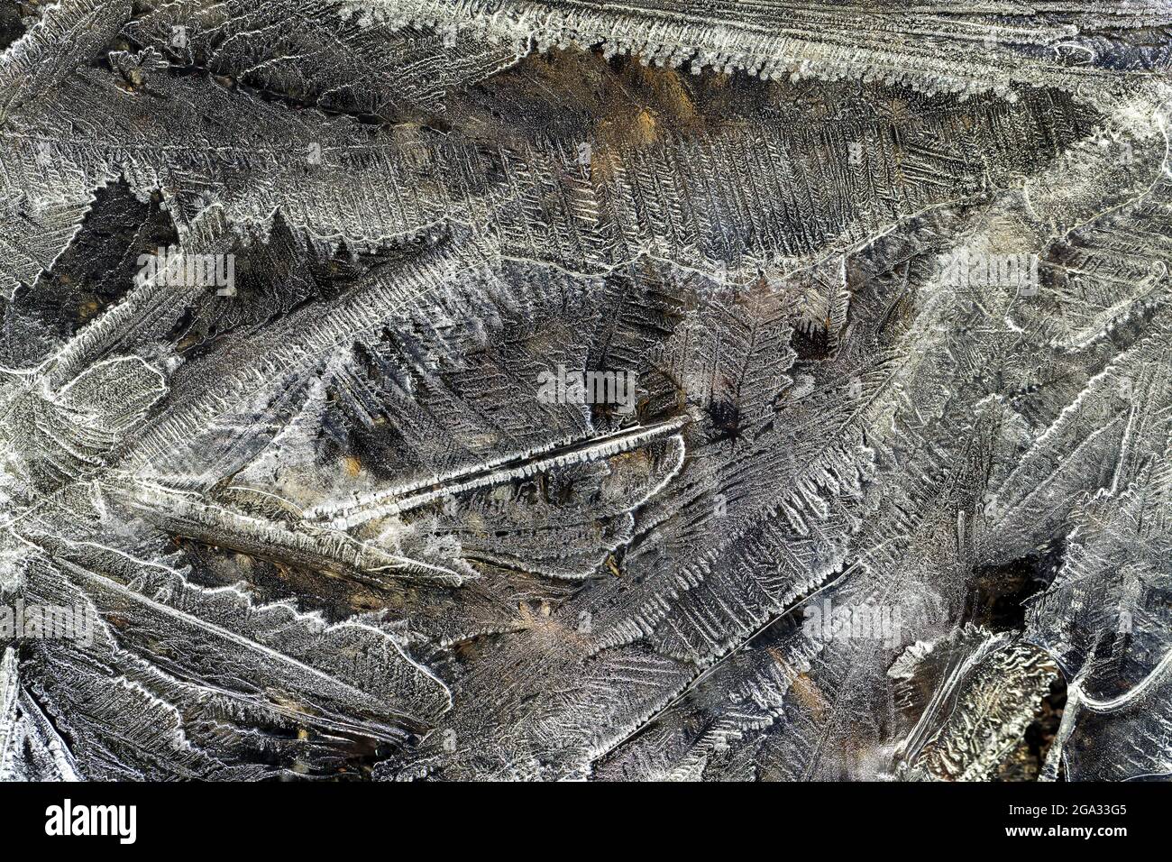Close up of frost patterns and interesting formations; Calgary, Alberta ...