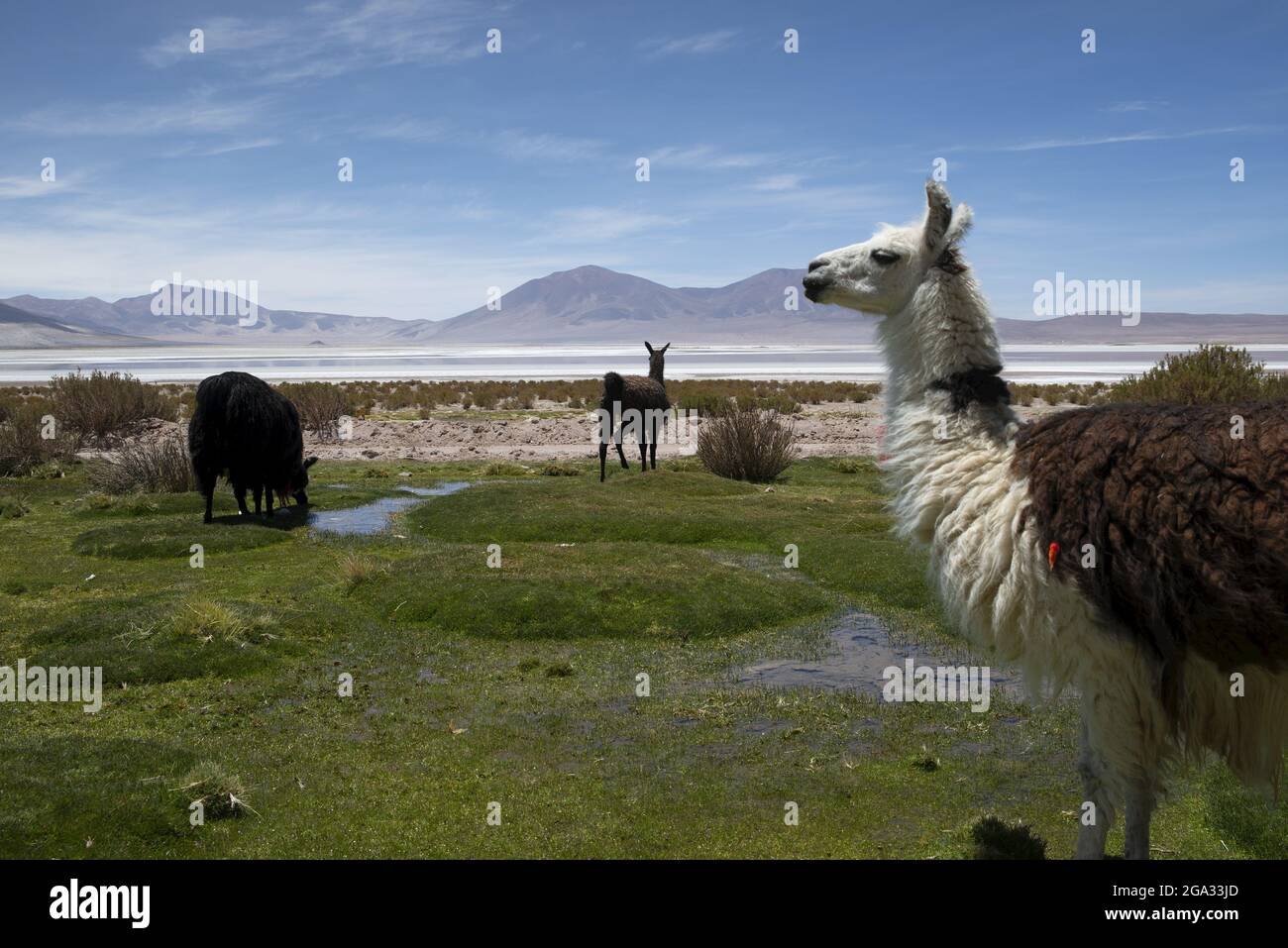 Llama andes hi-res stock photography and images - Alamy