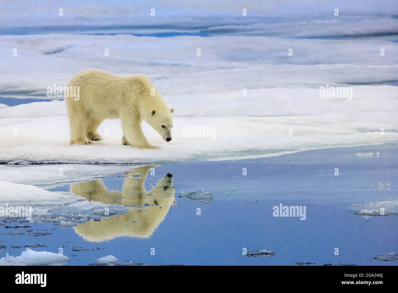 Polar bear (Ursus maritimus) hunting along the ice edge, Northeast ...