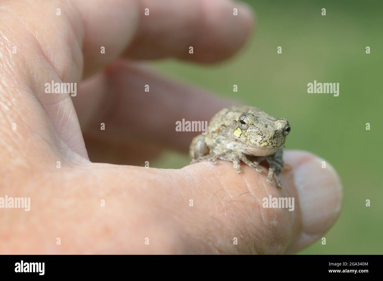 Holding a Greater gray treefrog (Hyla versicolor) in hand; New York ...