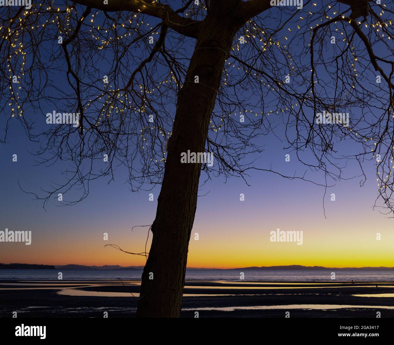 White lights in a leafless tree on a beach with a golden sunset glowing ...