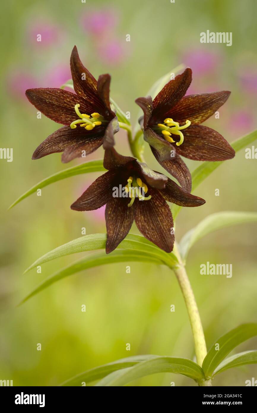 Rice Root or Chocolate Lily (Fritillaria biflora) on Admiralty Island ...