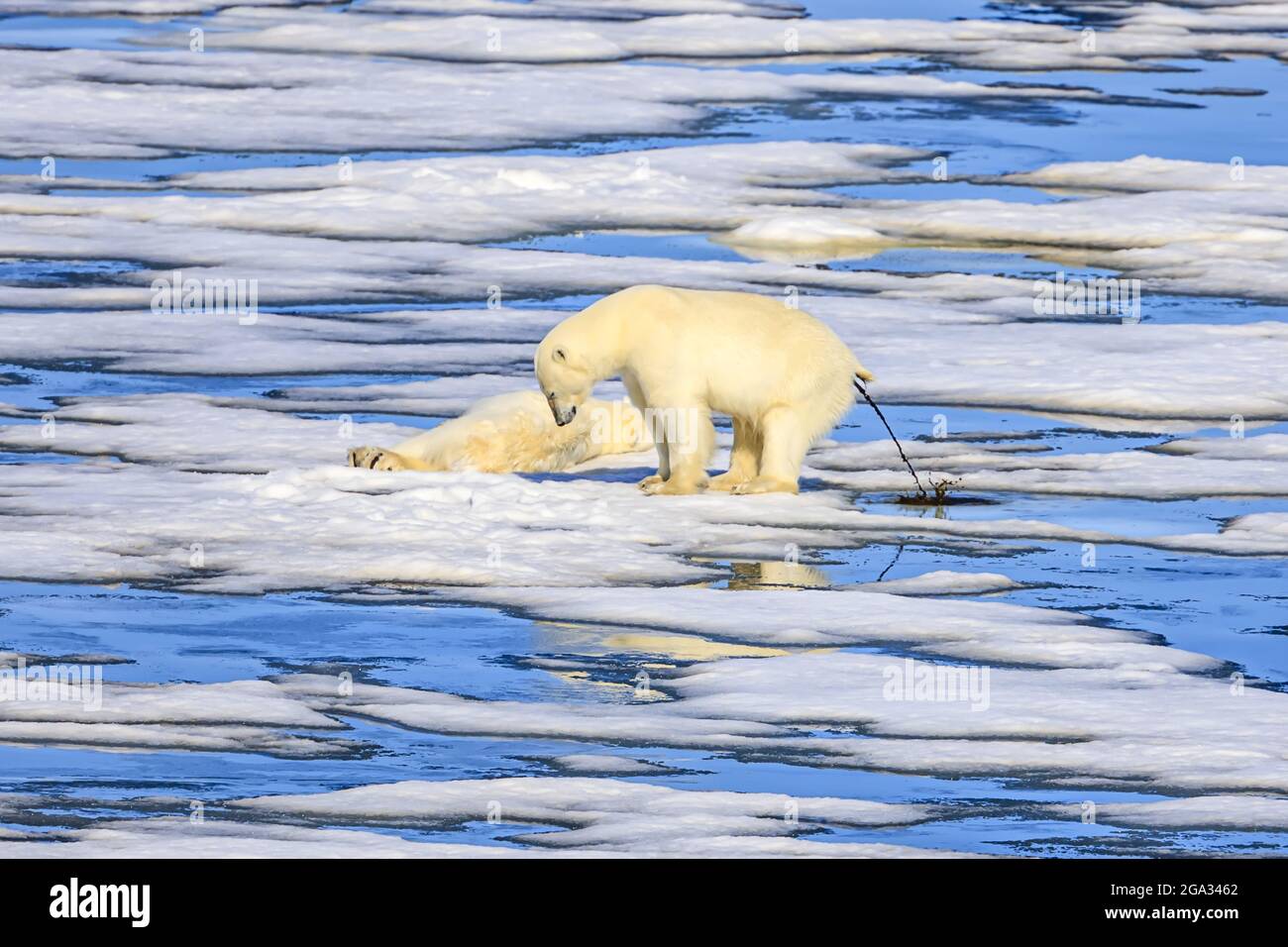 Polar Bear (Ursus maritimus) pooping on melting pack ice, Hinlopen ...