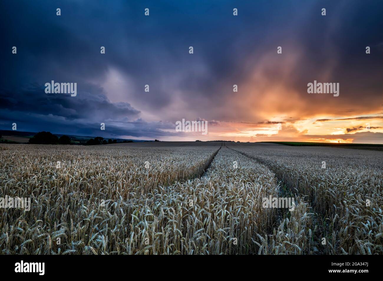 dramatic storm sky over wheat field at sun down, Limburg Stock Photo ...
