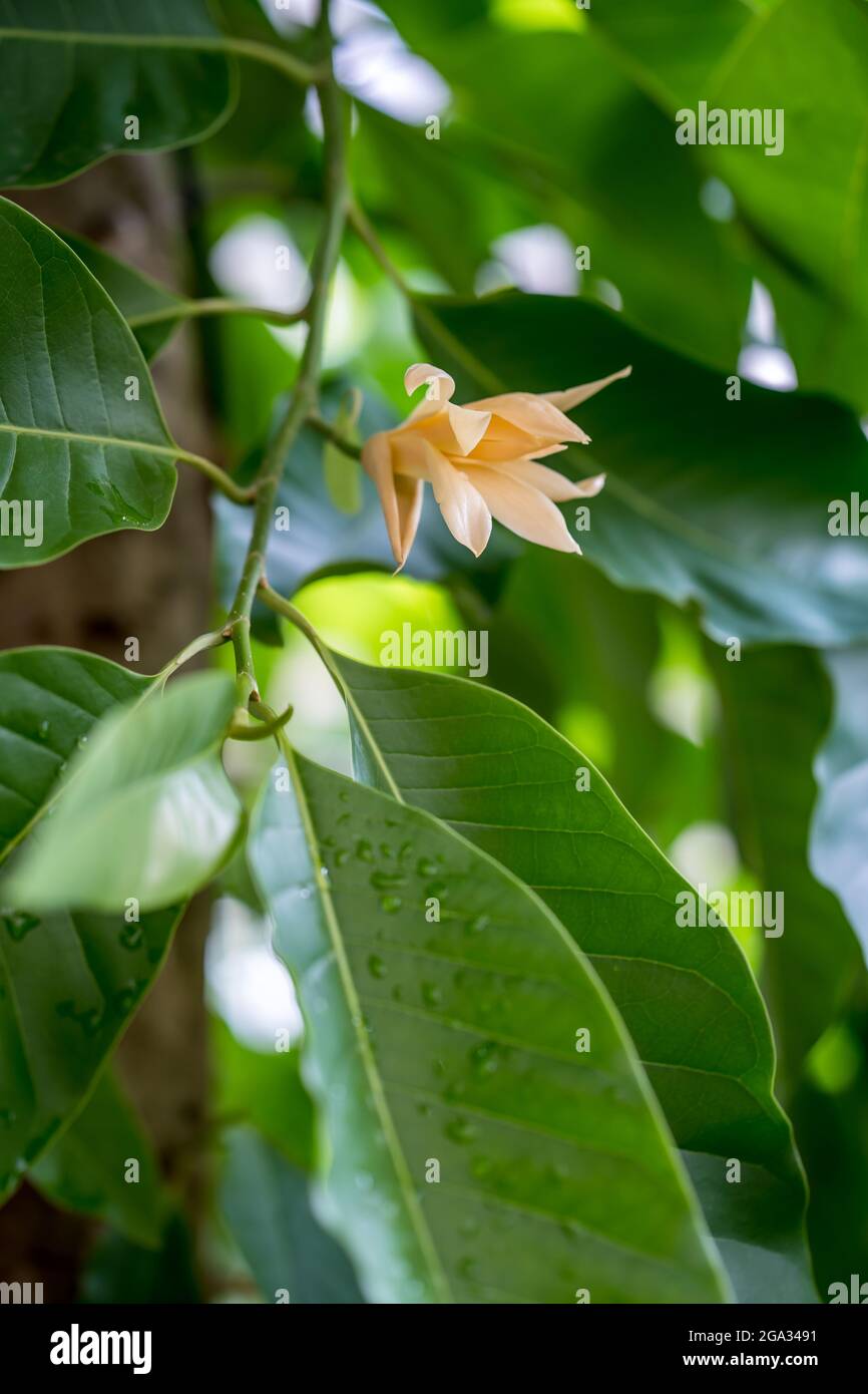 Champaka hi-res stock photography and images - Alamy