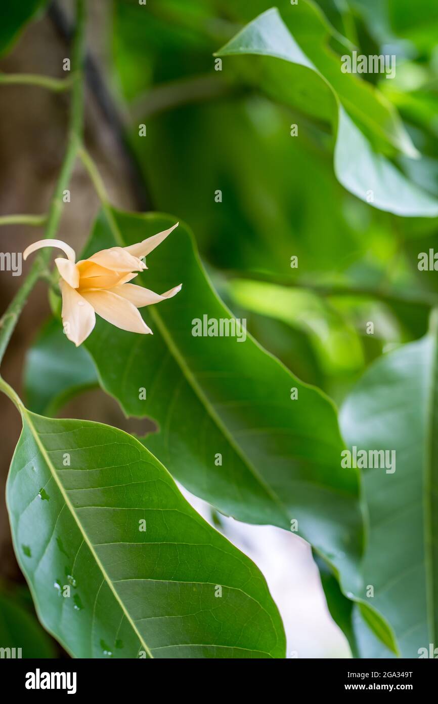 Champaka hi-res stock photography and images - Alamy