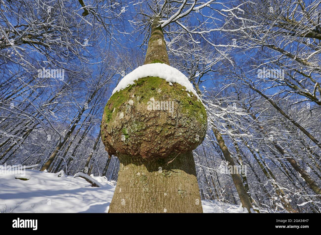 Tree with burl in a forest in winter; Spessart, Bavaria, Germany Stock ...
