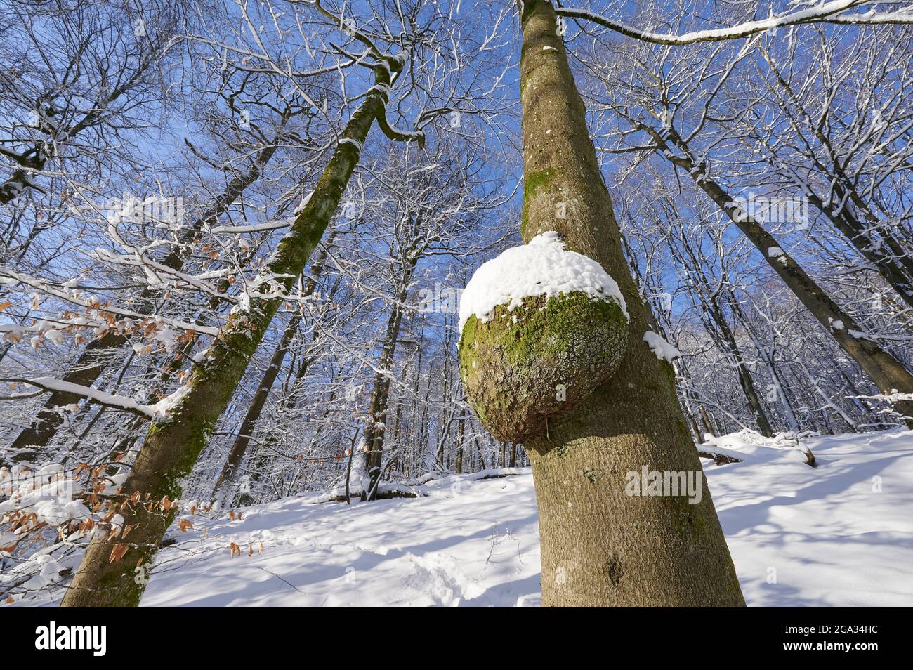Tree bulbous trunk hi-res stock photography and images - Alamy