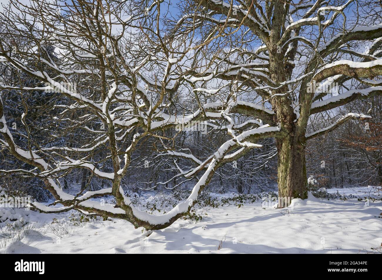 Chestnut tree in winter hi-res stock photography and images - Alamy