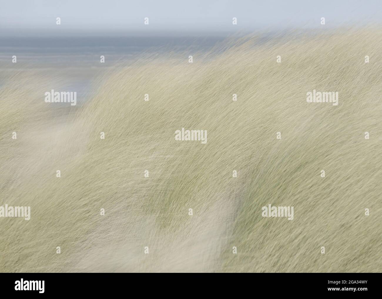 Windblown dune grass against sea; Ouddorp, Zuid Holland, Netherlands ...