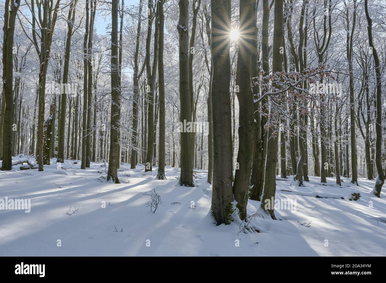 Beech tree forest with sunburst in winter, Wasserkuppe mountain, Rhon ...