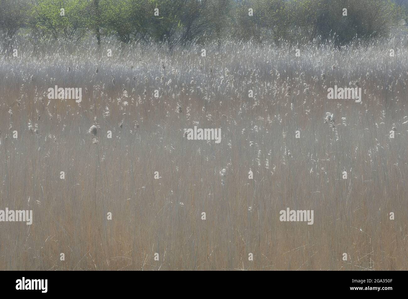 Reeds shimmering in silver in the sunlight; Wolphaartsdijk, Zeeland ...