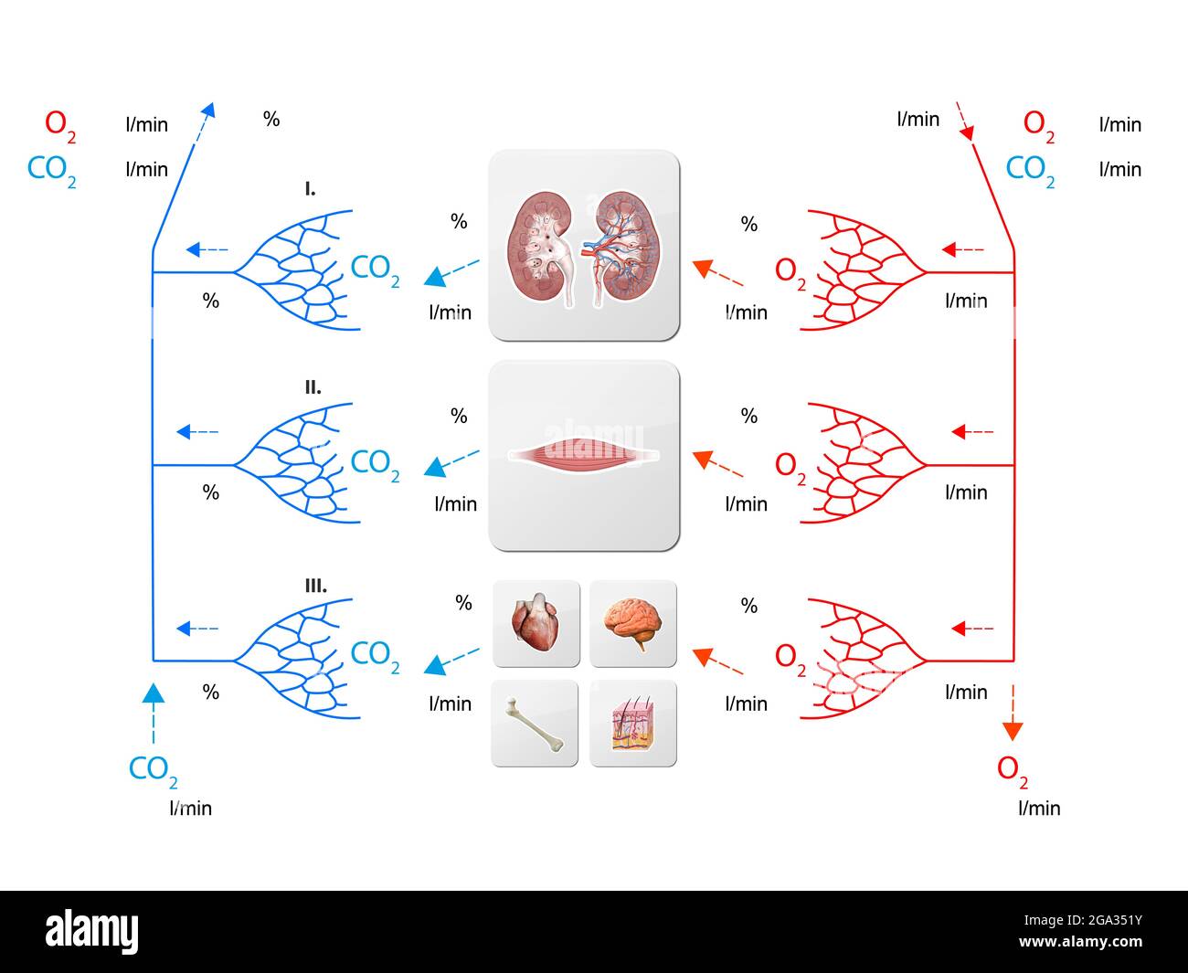 Human bloodstream - didactic board of anatomy of blood system of human ...