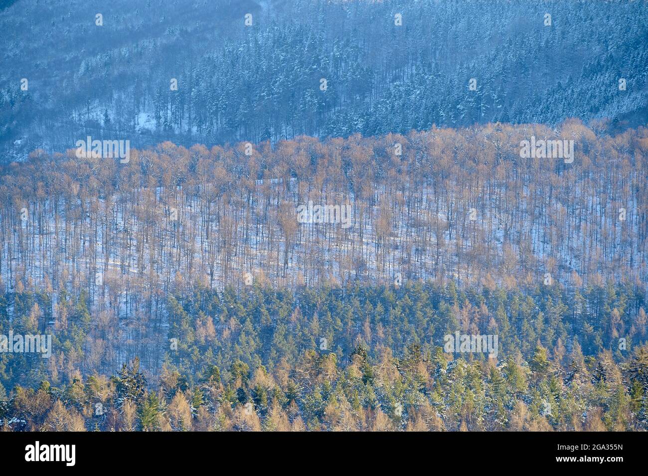Odenwald forest hi-res stock photography and images - Alamy
