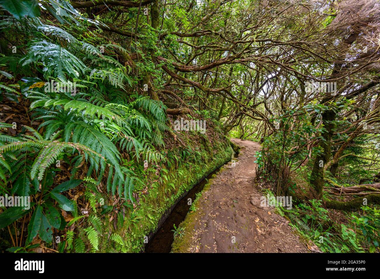 Levada do Caldeirão - hiking path in the forest in Levada do Caldeirao ...