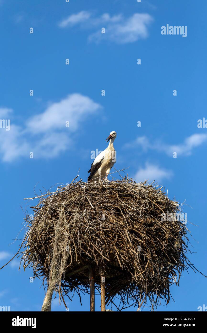 White storks standing in a nest on a hot summer day in Hungary Stock ...