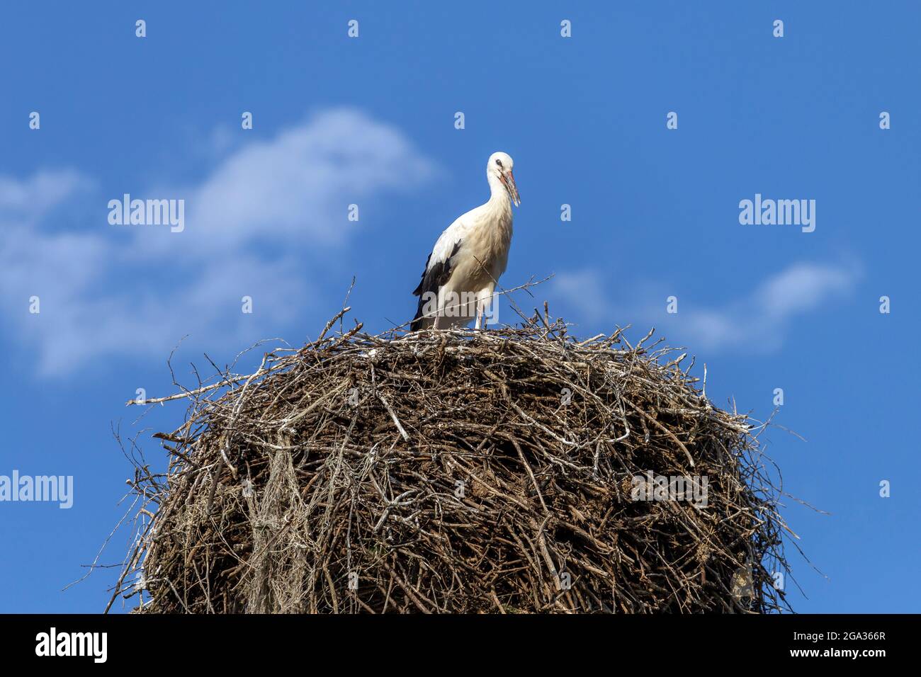 Hungary stork on nest hi-res stock photography and images - Alamy
