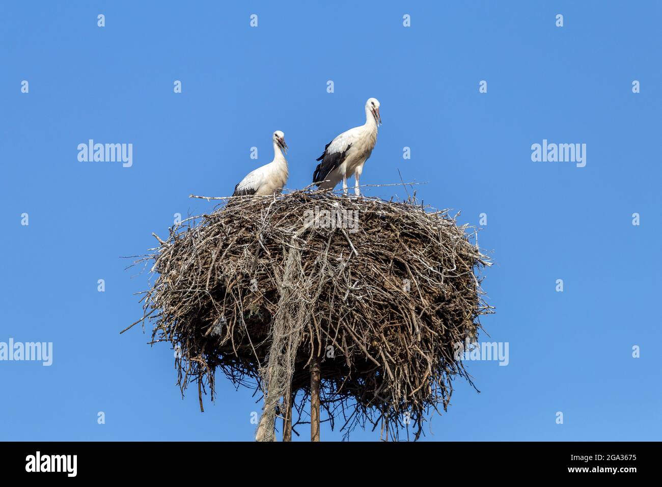Hungary Stork On Nest High Resolution Stock Photography and Images - Alamy