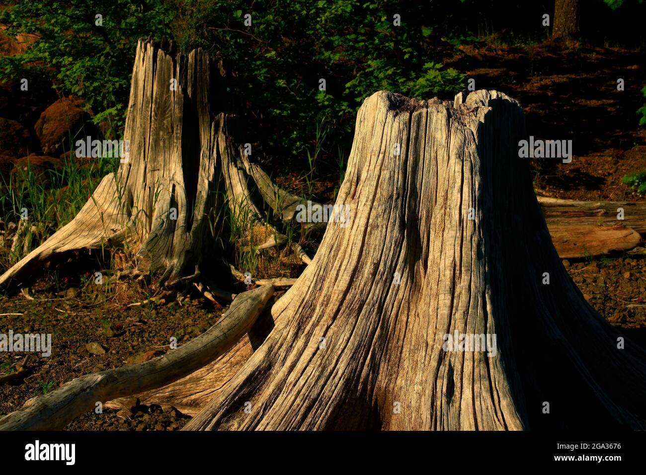 a exterior picture of an Pacific Northwest forest with conifer tree ...