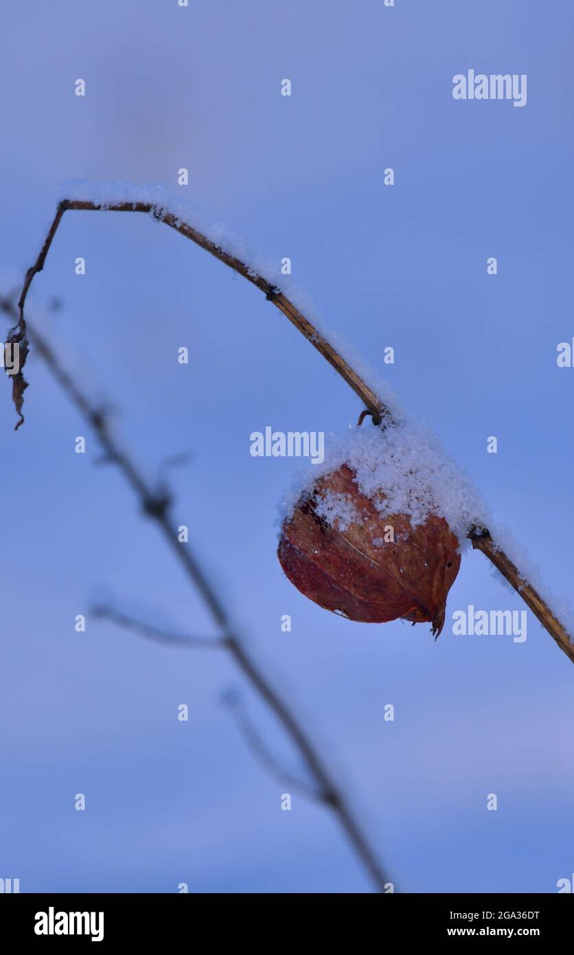 Orange fruit sprinkled snow hi-res stock photography and images - Alamy