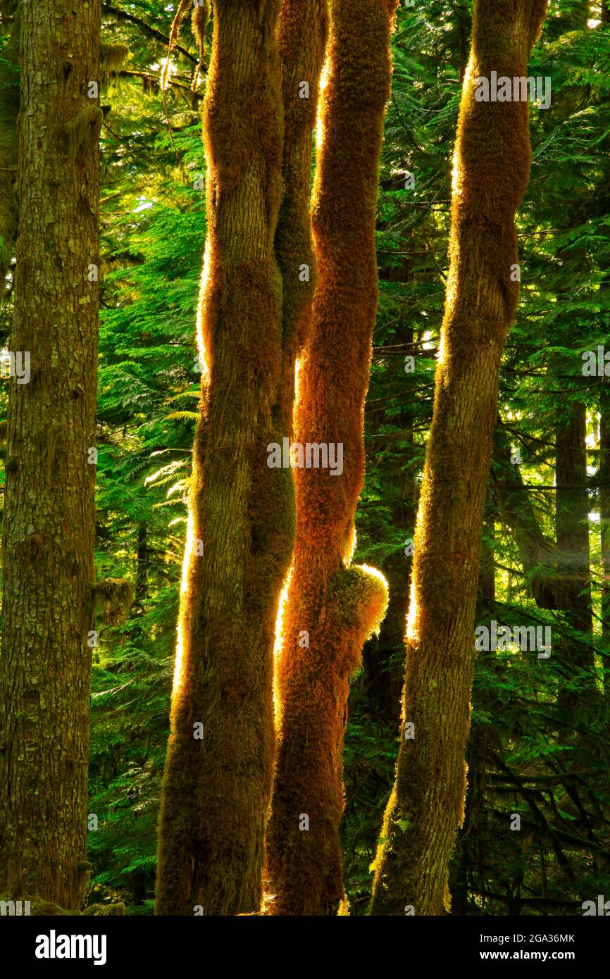 a exterior picture of an Pacific Northwest rainforest with Mossy Big ...