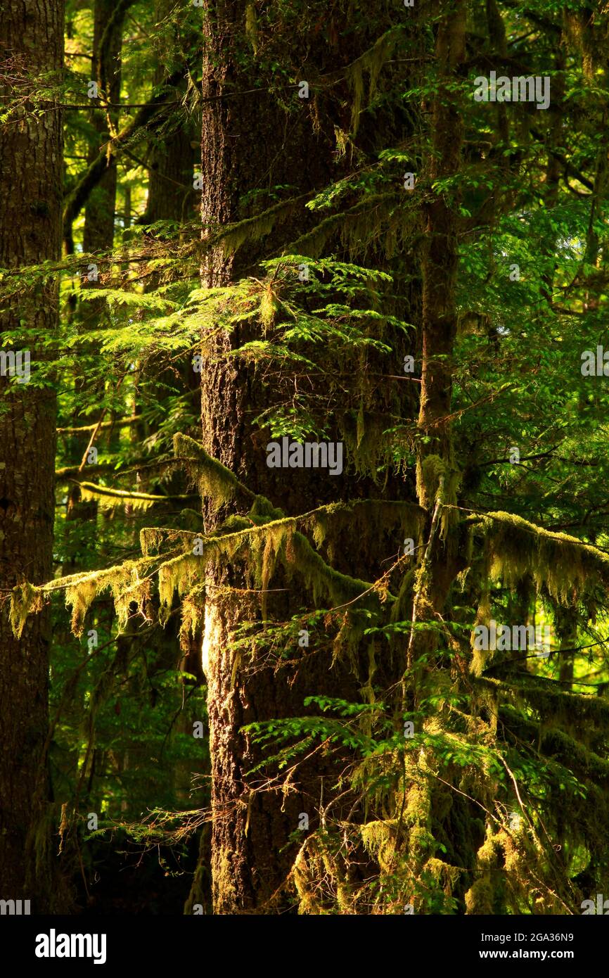 a exterior picture of an Pacific Northwest rainforest Stock Photo - Alamy