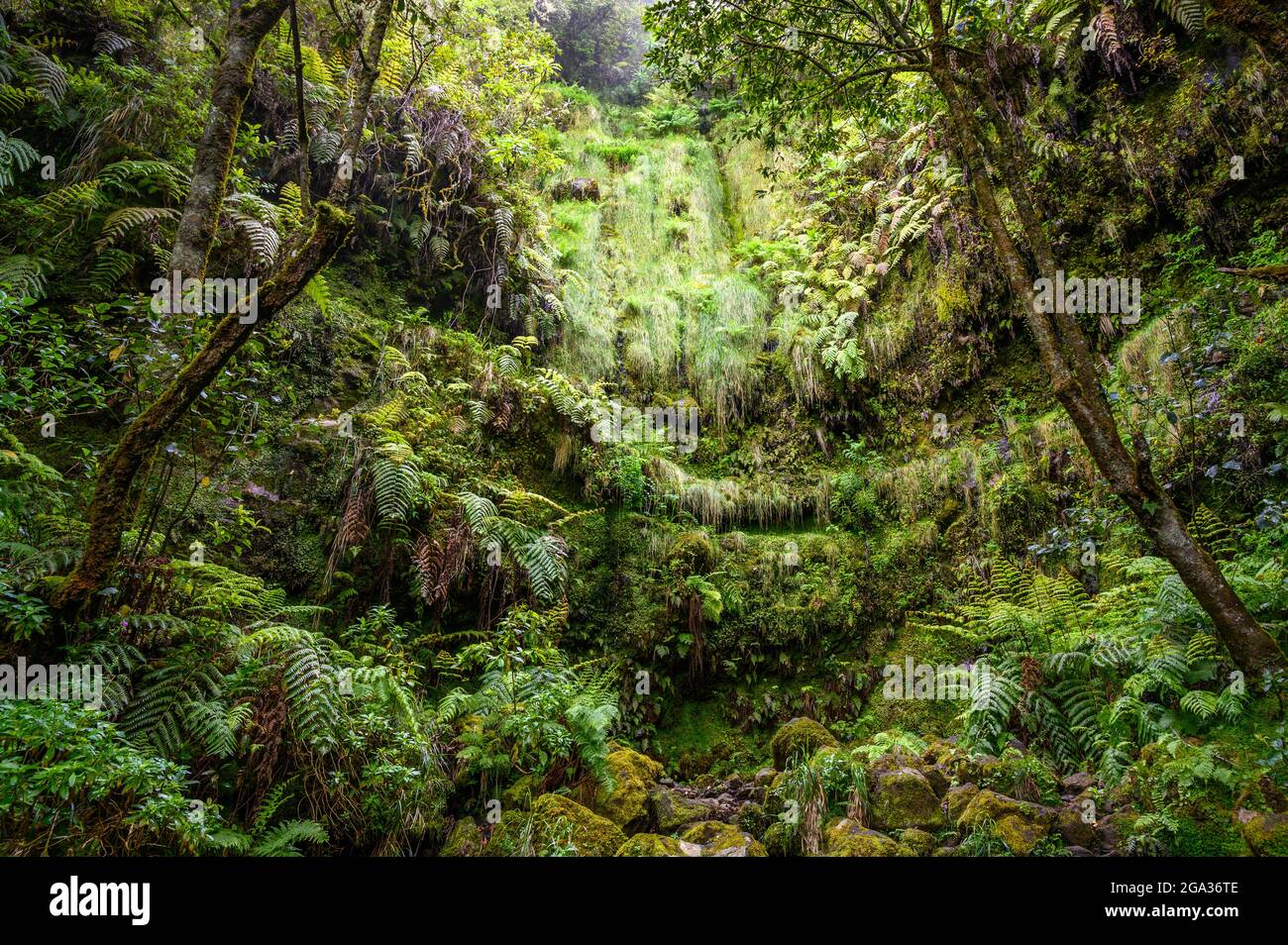 Levada do Caldeirão - hiking path in the forest in Levada do Caldeirao ...