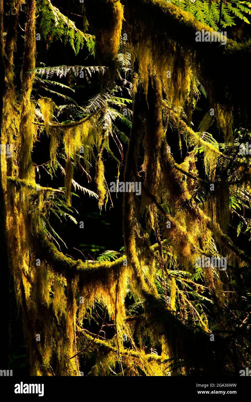 a exterior picture of an Pacific Northwest rainforest with Mossy Big ...