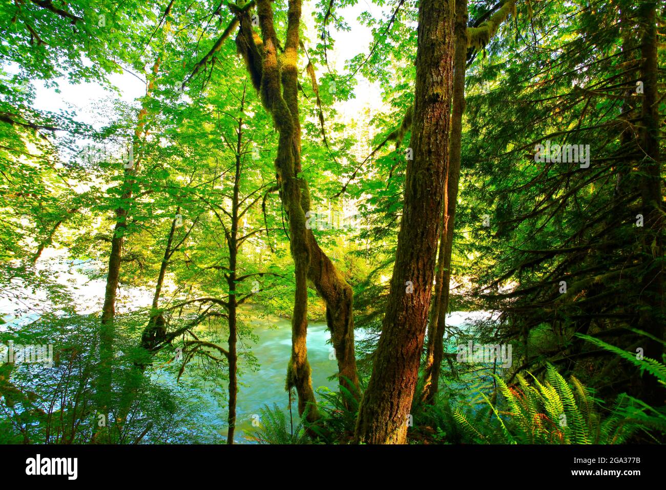 a exterior picture of an Pacific Northwest rainforest with Mossy Big ...