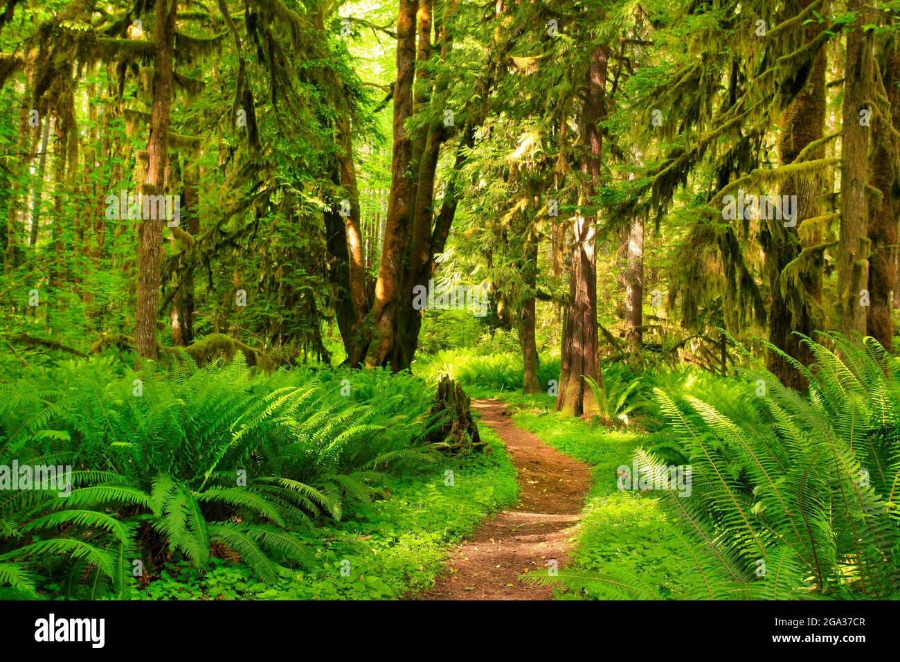 a exterior picture of an Pacific Northwest rainforest trail Stock Photo ...