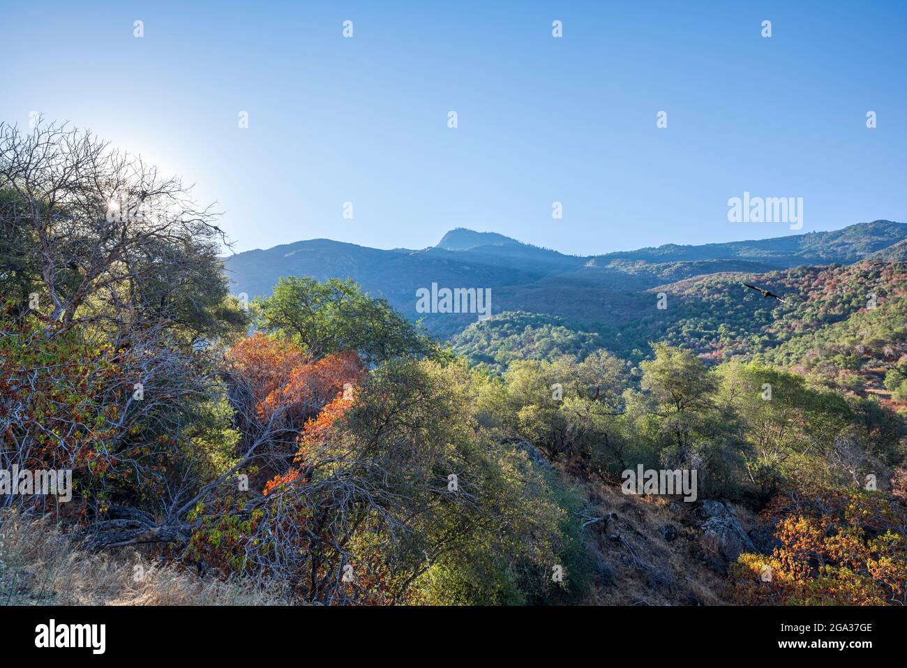 Nature scene in the foothillls section of Sequoia National Park ...
