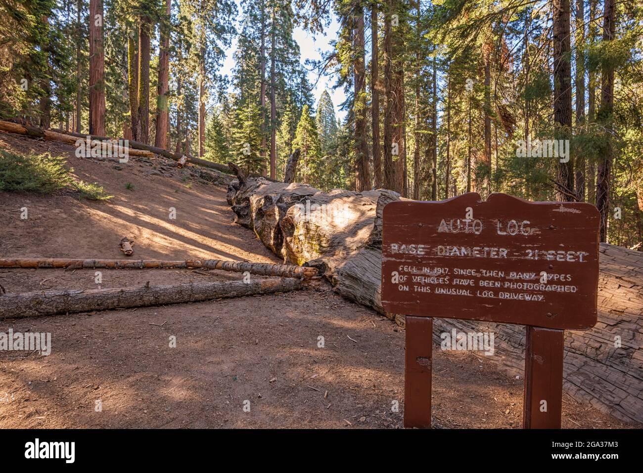 The fallen Auto Log giant sequoia tree. Sequoia National Park ...