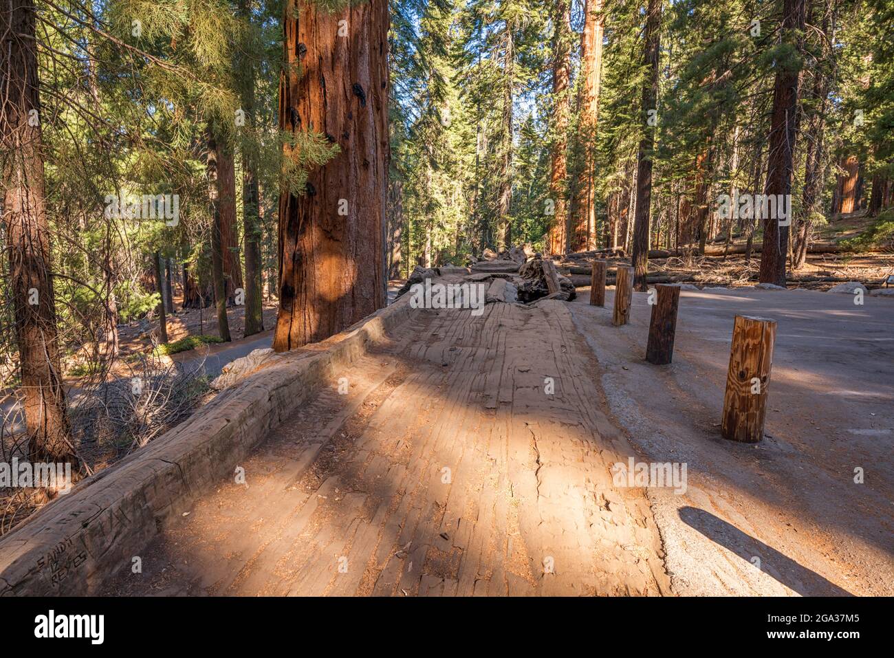 The fallen Auto Log giant sequoia tree. Sequoia National Park ...