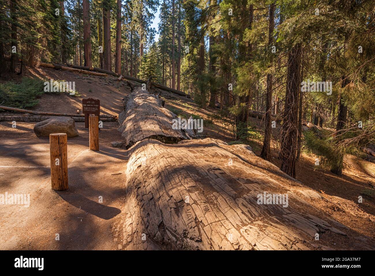 Fallen giant sequoia tree in hi-res stock photography and images - Alamy
